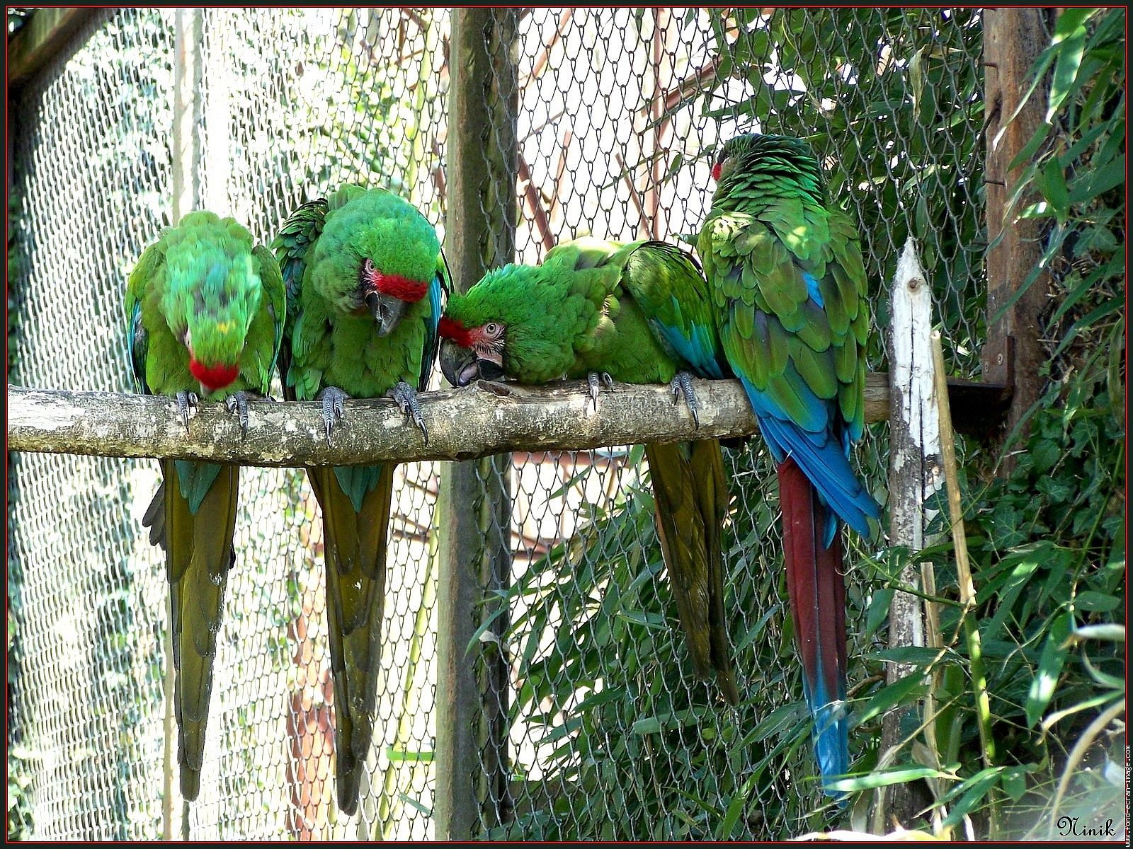 Photos de toutes sortes d'oiseaux Photos de toutes sortes d'oiseaux