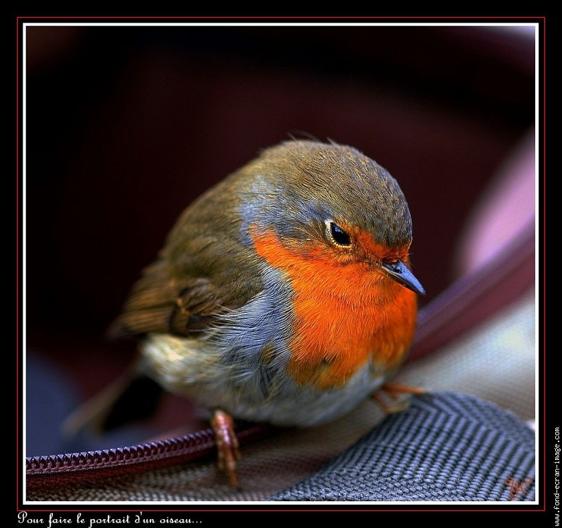 Photos de toutes sortes d'oiseaux Photos de toutes sortes d'oiseaux